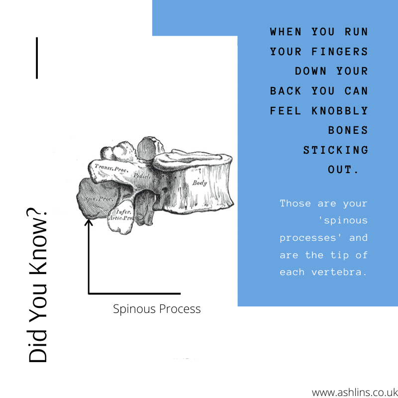 Beginner's Guide to Low Backs | Ashlins | Walthamstow Massage Clinic