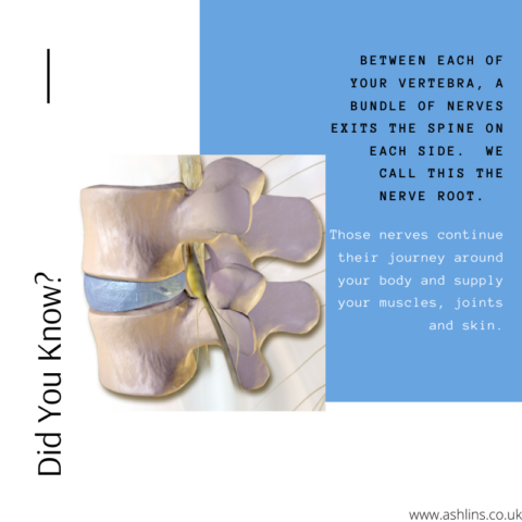 Beginner's Guide to Low Backs - Ashlins | Walthamstow Massage Clinic